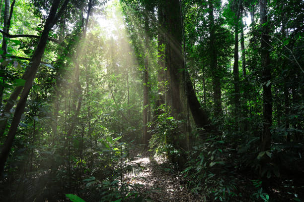 100+ Stunning Rainforest Pictures [HD] | Download Free Images on Unsplash
