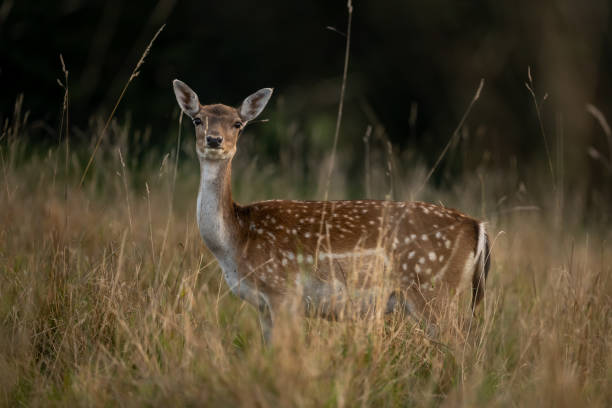 Free picture: European fallow deer (Dama dama) female close-up of head