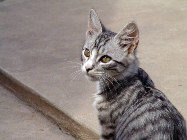 Gatos Pictures | Download Free Images on Unsplash