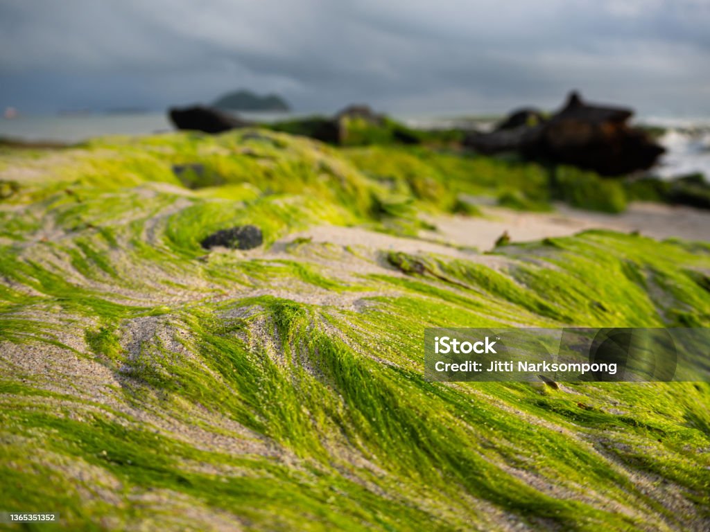 Rumput Laut Di Atas Batu Dengan Cahaya Pagi Ganggang Hijau Tumbuh Subur ... Rumput Laut Di Atas Batu Dengan Cahaya Pagi Ganggang Hijau Tumbuh Subur ...