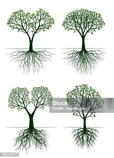 Ensemble Darbres Verts Avec Des Racines Illustration De Contour