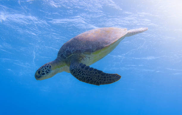 27 200 Tortuga Marina Fotos Fotografías De Stock Fotos E Imágenes