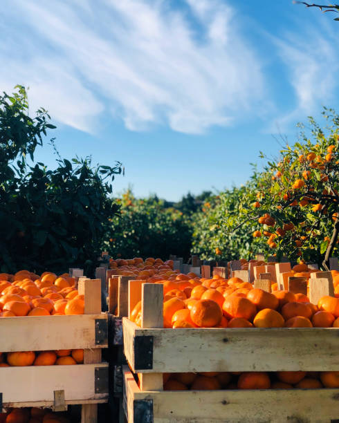 Grove Pictures | Download Free Images on Unsplash