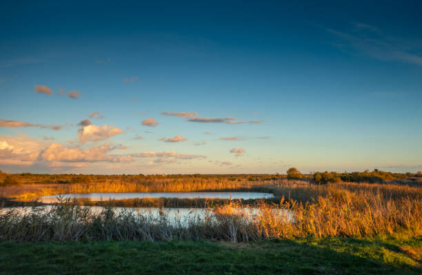 Salt Marsh Pictures | Download Free Images on Unsplash