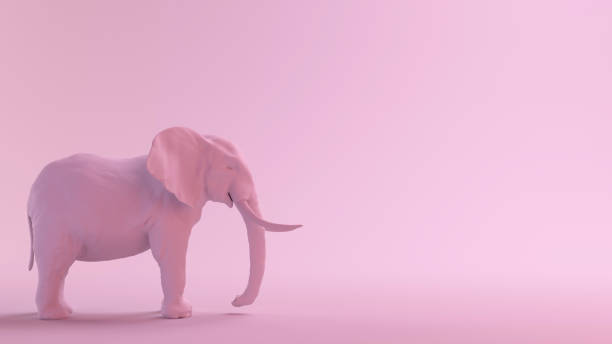 Pink Elephant Pictures | Download Free Images on Unsplash
