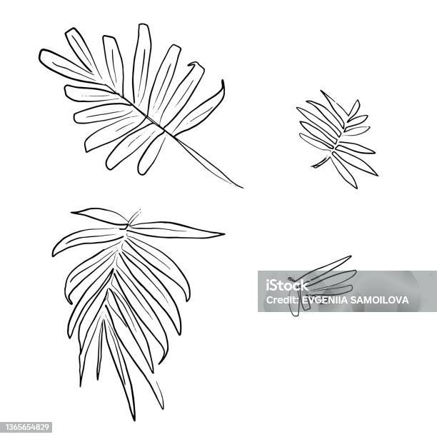 Croquis De Contour Des Feuilles De Palmier Disolement Vecteurs Libres