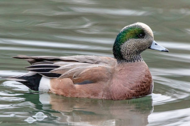 Free Wigeon stock photos. Download the best free Wigeon images at ...