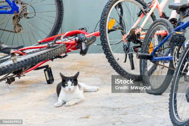 El Gato Motero El Gato Callejero Está Sentado Entre Bicicletas Isla De ... El Gato Motero El Gato Callejero Está Sentado Entre Bicicletas Isla De ...