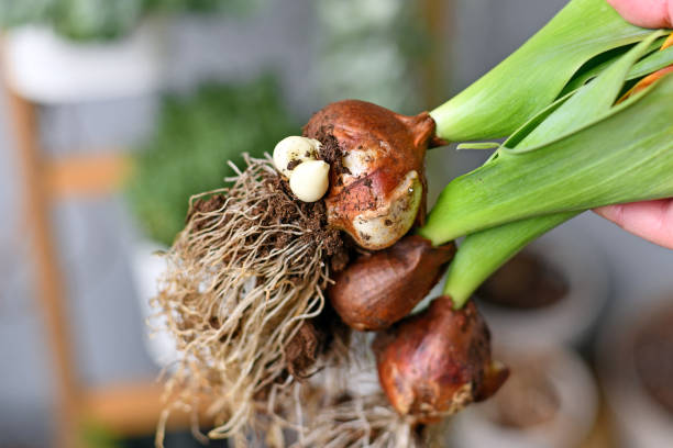 Free Picture Tulip Bulbs