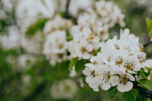 Pear Blossom Pictures | Download Free Images on Unsplash