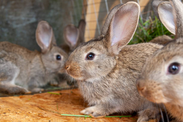 Free picture: Close-up of head of domestic gray rabbit with big black ...