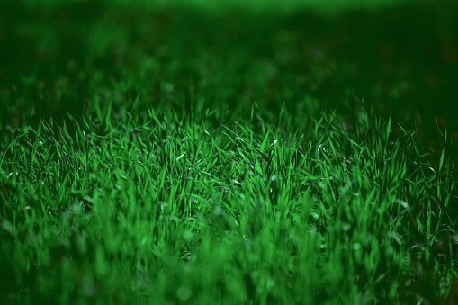 Best 500 Grass Pictures Download Free Images On Unsplash