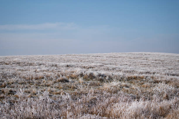 Free Stock Photo of Snow-Covered Tall Grass Field | Download Free ...