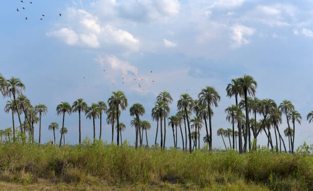 Free Stock Photo of Large Group of Palm Trees in Field | Download Free ...