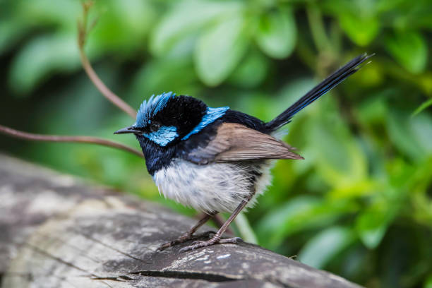 Blue Wren Pictures | Download Free Images on Unsplash