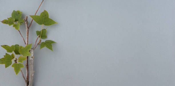 Minimal Tree Pictures | Download Free Images on Unsplash