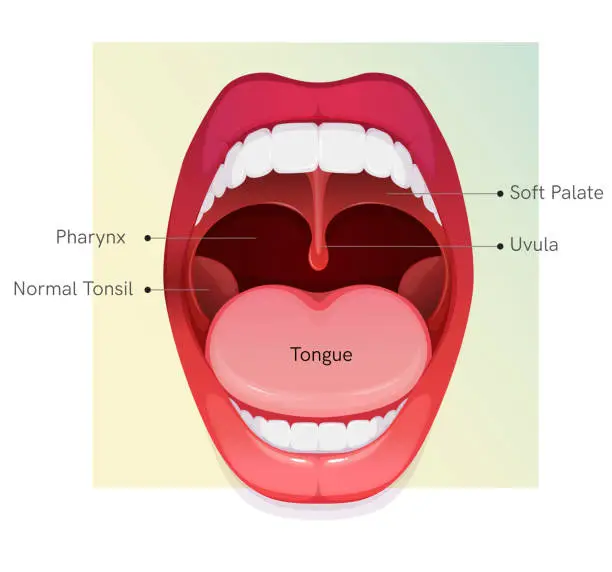 Free Anatomy Of The Mouth And Throat Vector Images Freeimages