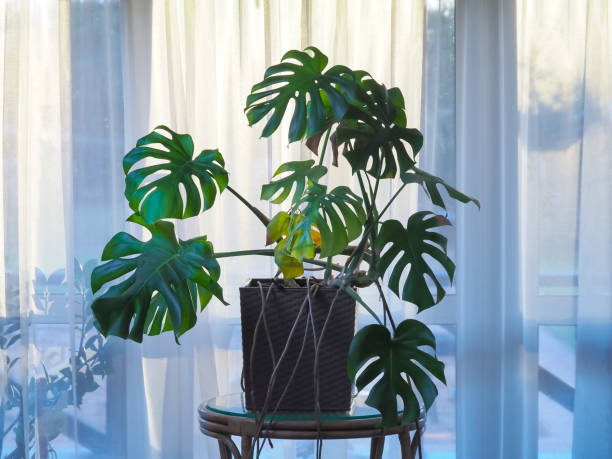 500+ Monstera Deliciosa Pictures | Download Free Images & Stock Photos ...