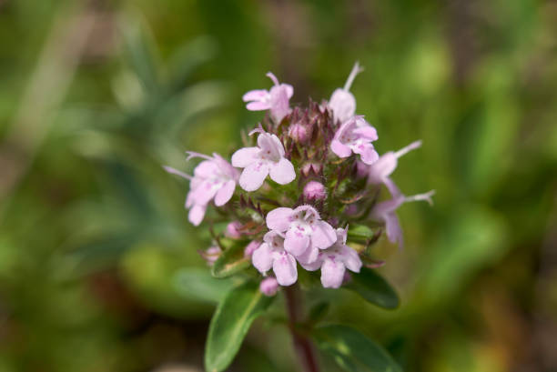 Free Stock Photo of Thymus lotocephalus - Wild Thyme - flower buds of a ...