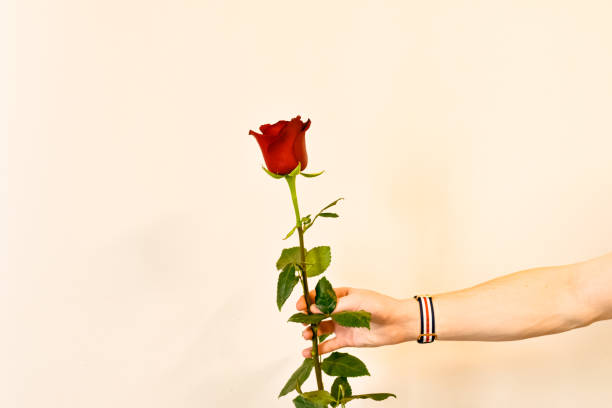 Red Rose Hand Pictures | Download Free Images on Unsplash