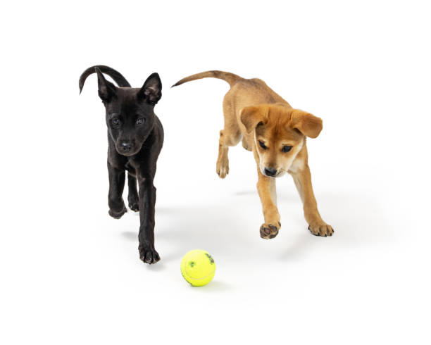Puppies Playing Pictures | Download Free Images on Unsplash