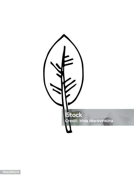 Feuille Darbre Dessin À La Main Contour Esquisse Isolée Sur Fond Blanc
