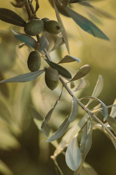 750+ Olive Pictures | Download Free Images on Unsplash