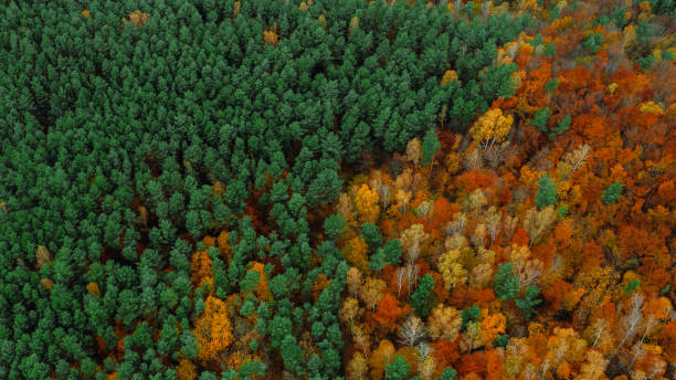 Orange Forest Pictures | Download Free Images on Unsplash