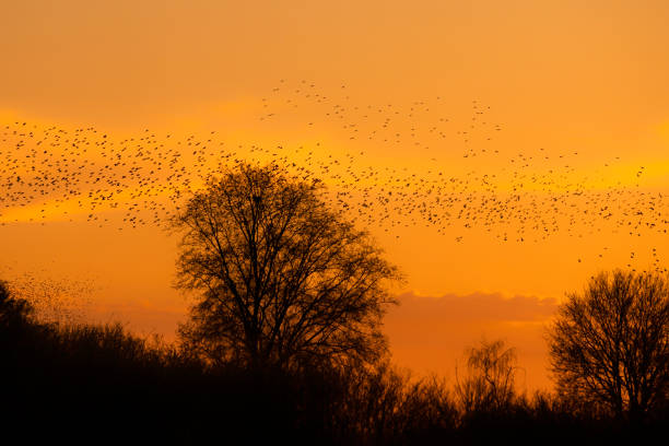 Free Stock Photo of A large flock of birds flying over trees | Download ...