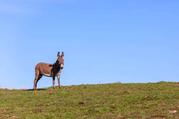 500+ Mule Pictures [HD] | Download Free Images on Unsplash