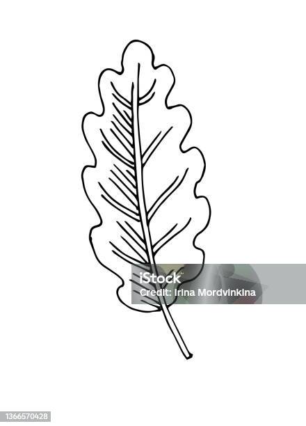 Feuille Darbre Dessin À La Main Contour Esquisse Isolée Sur Fond Blanc