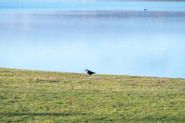 Free picture: Tuck and Robin lakeside dark blue lake at top of ...