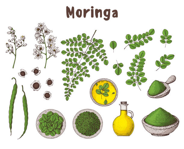 40 Moringa Tree Cartoons Stock Illustrations Royalty Free Vector