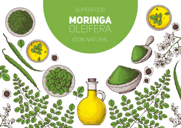 40 Moringa Tree Cartoons Stock Illustrations Royalty Free Vector
