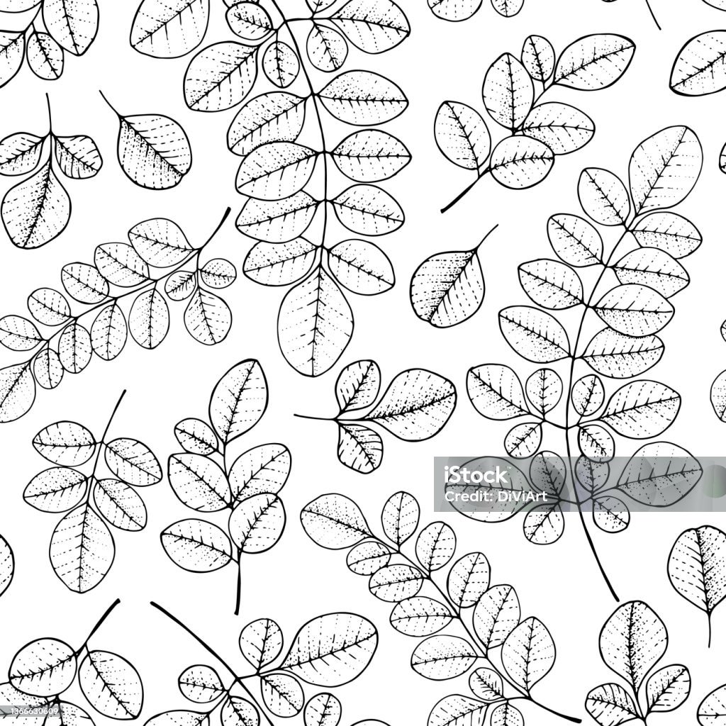Pola Mulus Daun Kelor Ilustrasi Vektor Yang Digambar Tangan Desain ... Pola Mulus Daun Kelor Ilustrasi Vektor Yang Digambar Tangan Desain ...