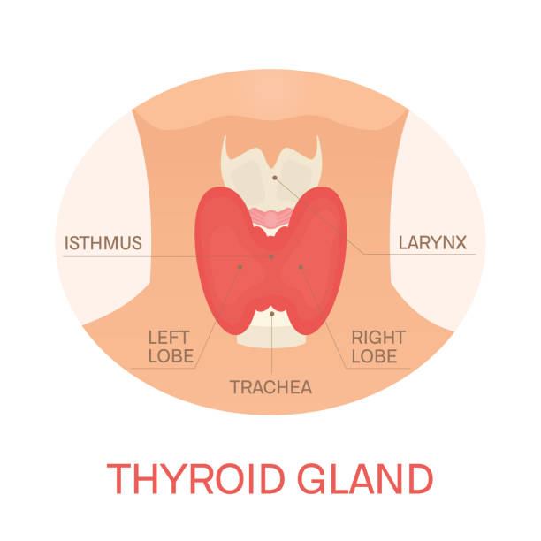 140 Thyroid Exam Ilustrasi Grafik Vektor And Clip Art Bebas Royalti