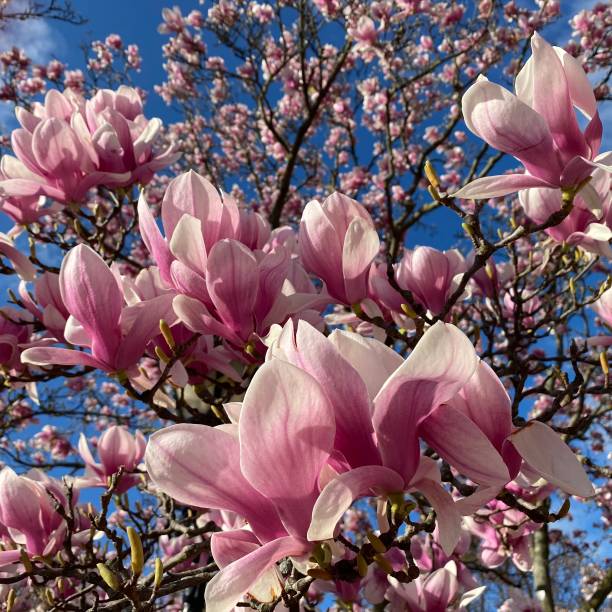 16,500+ Magnolia Sunlight Stock Photos, Pictures & Royalty-Free Images ... 16,500+ Magnolia Sunlight Stock Photos, Pictures & Royalty-Free Images ...