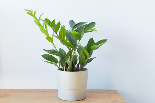 Zamioculcas Zamifolia Pohon Dolar Tanaman Rumah Dalam Pot Abuabu Di