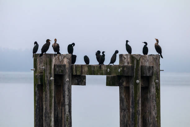Cormorant Pictures | Download Free Images on Unsplash