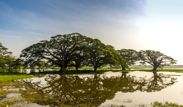 Rain Tree Pictures | Download Free Images on Unsplash
