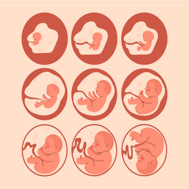 990 Human Embryo Development Stock Illustrations Royalty Free Vector Graphics And Clip Art Istock