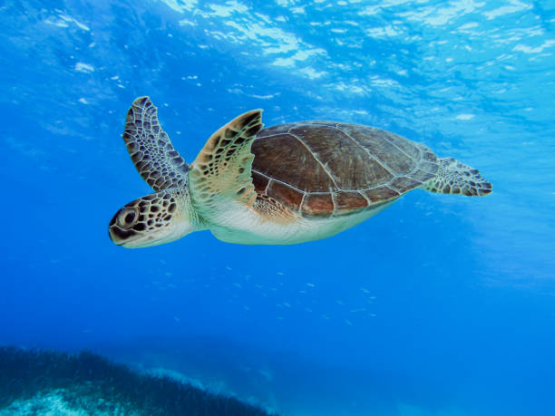 Free Stock Photo of Sea Turtle Swimming in the Ocean | Download Free ...