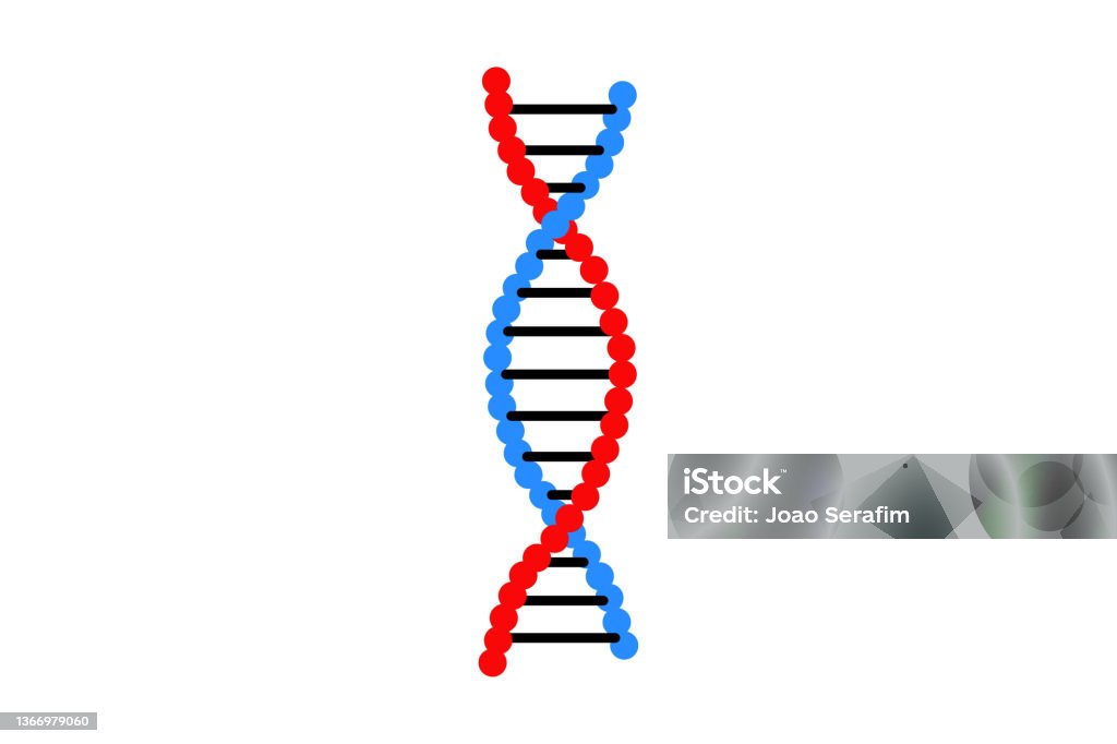 Structure De Ladn Isolée Biologie Ou Biotechnologie Anatomie Des