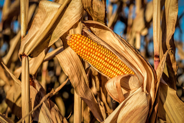 Corn cobs in the field | Free Stock Image - Barnimages