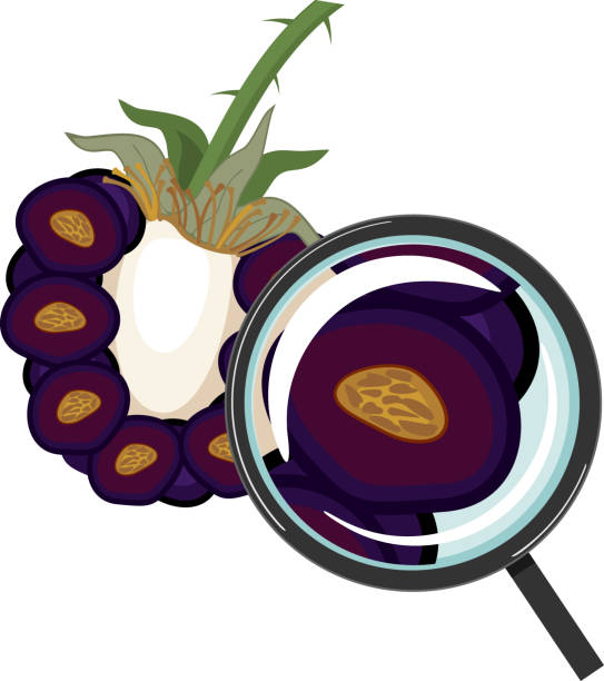 30+ Aggregate Fruit Illustrations, Royalty-Free Vector Graphics & Clip ... 30+ Aggregate Fruit Illustrations, Royalty-Free Vector Graphics & Clip ...