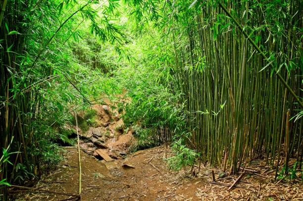 100+ Bamboo Pictures | Download Free Images & Stock Photos on Unsplash
