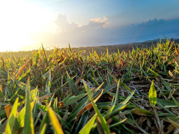 Rumput Pictures | Download Free Images on Unsplash