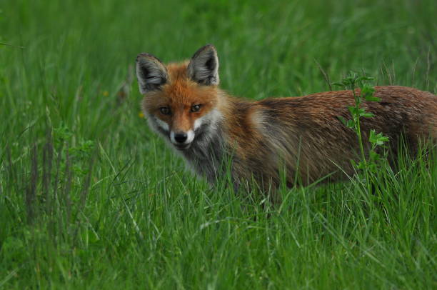 Fox Hunting Pictures | Download Free Images on Unsplash