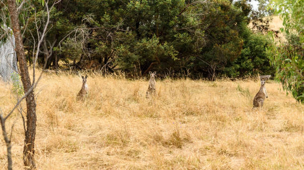 Wallaby Pictures | Download Free Images on Unsplash