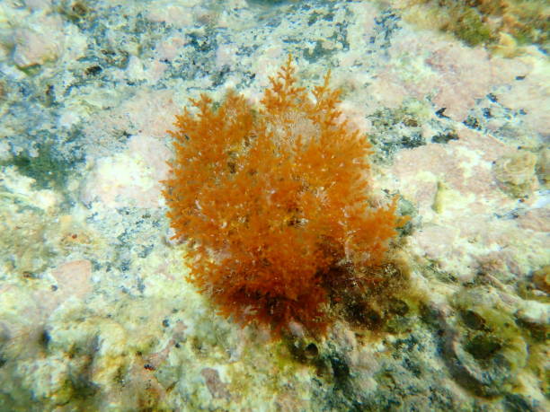 Red Algae Pictures | Download Free Images on Unsplash